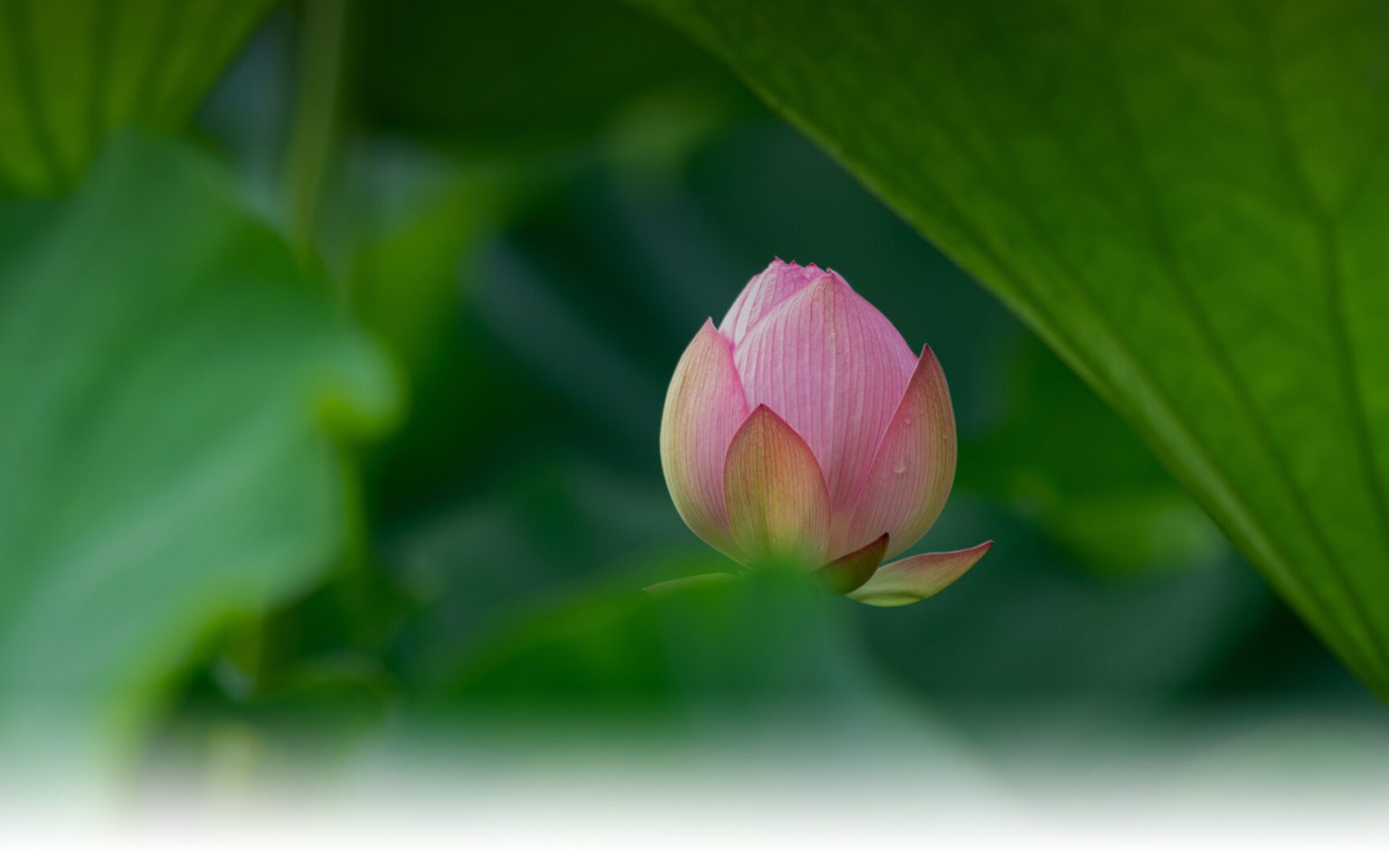 Our Brands – HumVentures